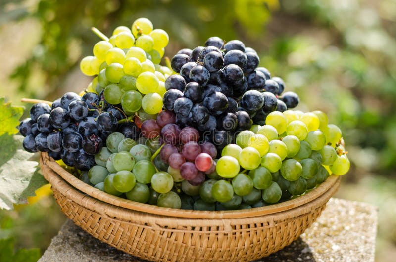 Grapes of various colors stock image. Image of berry - 59706259