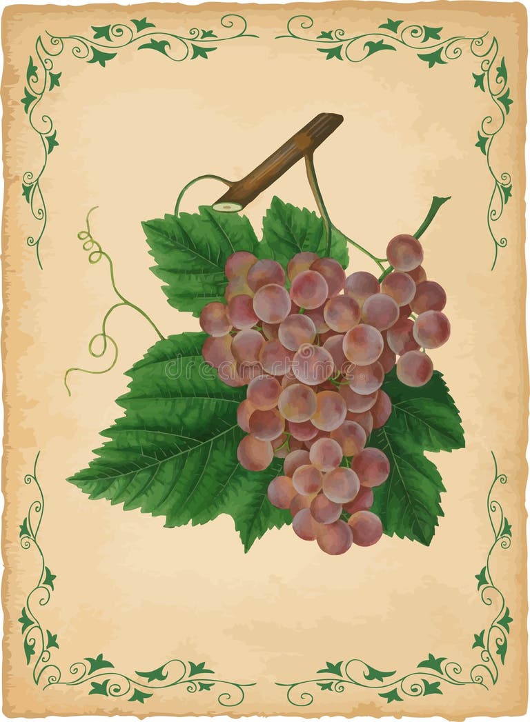 Grapes Illustration Vector Stock Illustrations – 35,448 Grapes ...