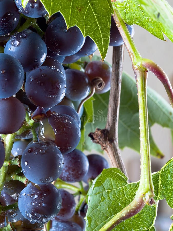 Grapes on the Vine stock photo. Image of autumn, organic - 11691210