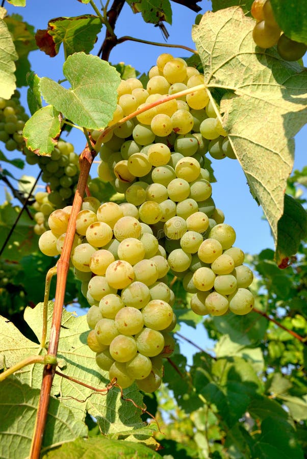 Grapes on Vine stock photo. Image of bunch, yellow, cluster - 18335846