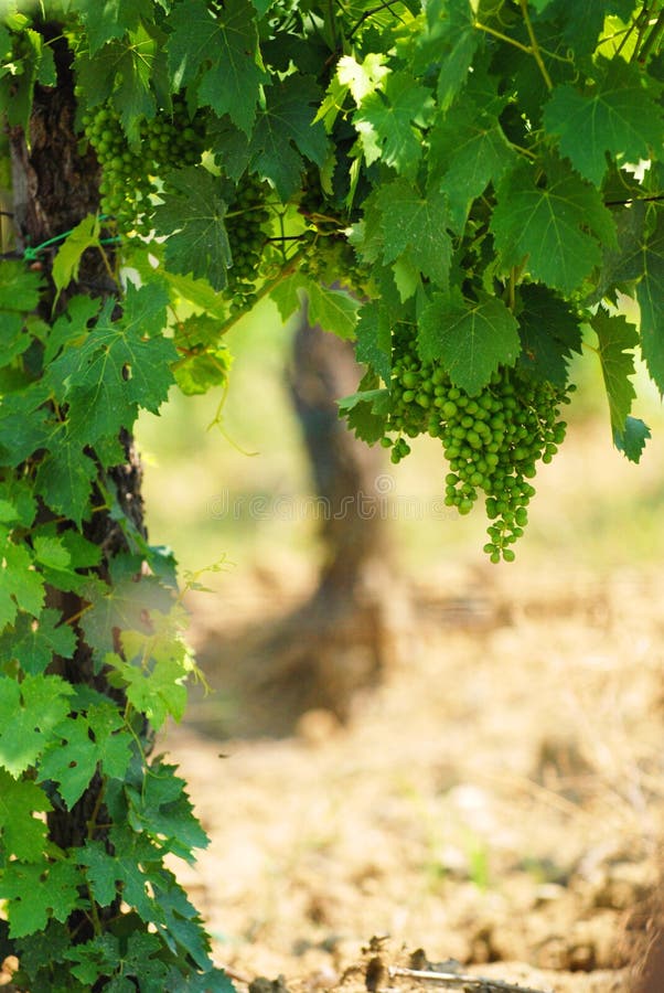 Grapes on Vine stock photo. Image of growing, vineyard - 2661000