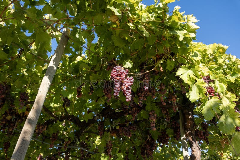 Grapes on the Vine, a Close-up View of Grapes Hanging from the Branch ...