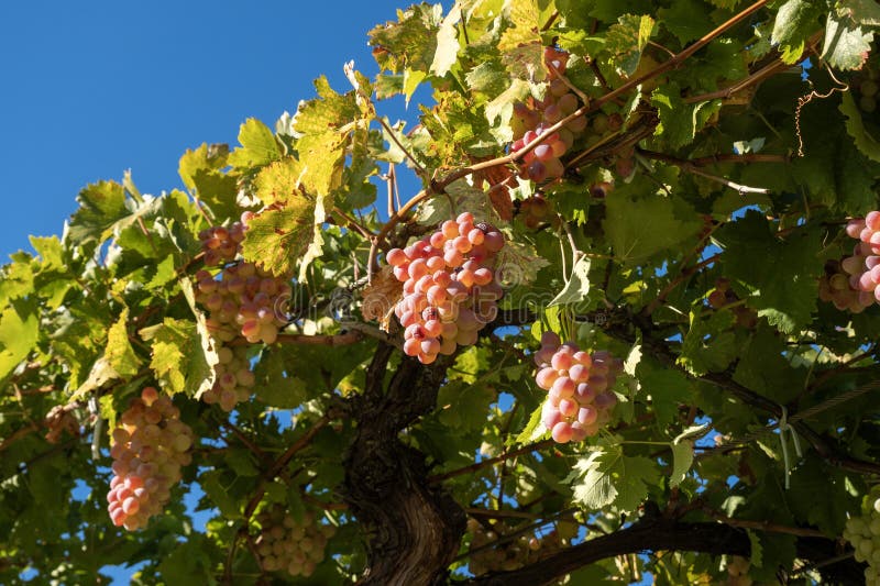 Grapes on the Vine, a Close-up View of Grapes Hanging from the Branch ...