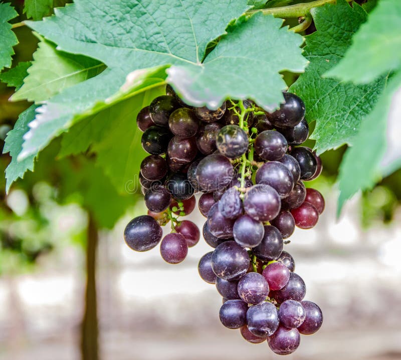 Grapes stock image. Image of fruit, juice, time, grapes - 35975503