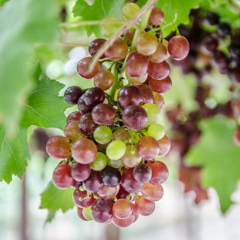 Grapes stock photo. Image of time, space, bunch, traditional - 35975520