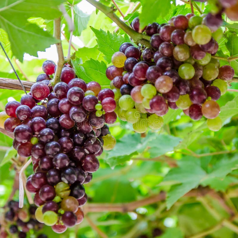 Grapes stock photo. Image of plant, green, fruit, vine - 35975564