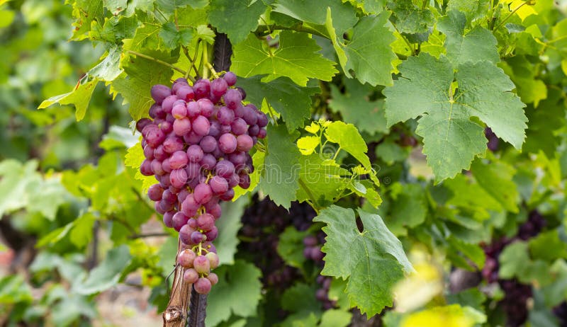 Red Grapes on Vine Growing in Vineyard Stock Photo - Image of bunch ...
