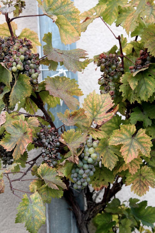Grapes on Vine in Marksburg Castle Garden Stock Image - Image of rhine ...