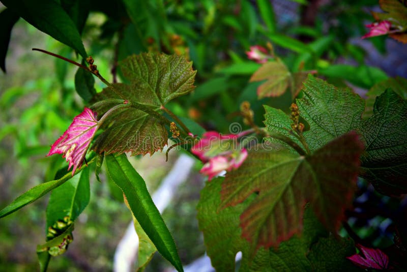 Grapes stock photo. Image of time, months, plant, vine - 70833044