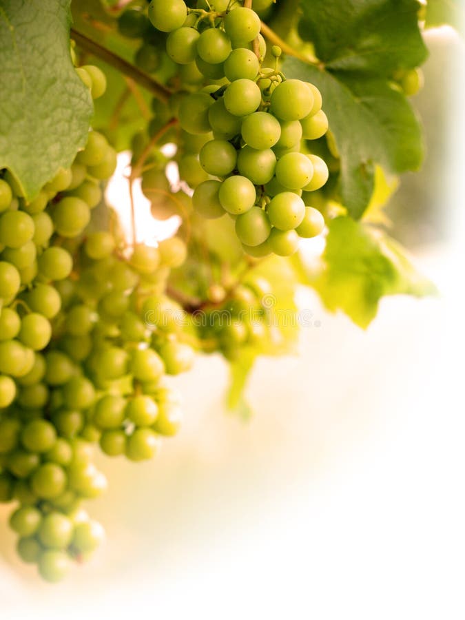 Grapes on Vine Portrait Summer Sun Stock Photo - Image of vine, bunch ...