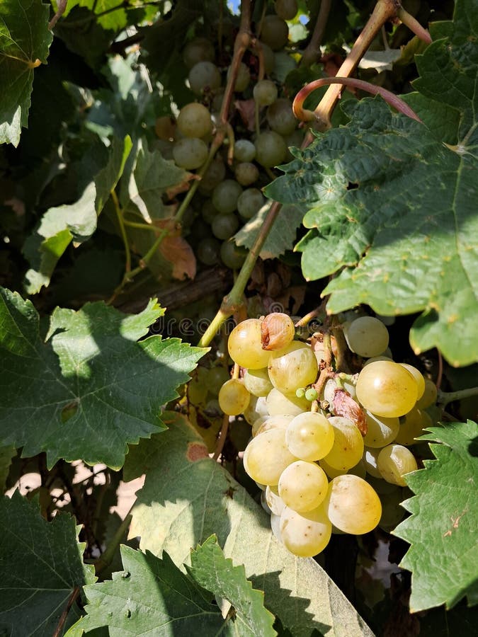White grapes stock photo. Image of undefined, trellis - 366359782