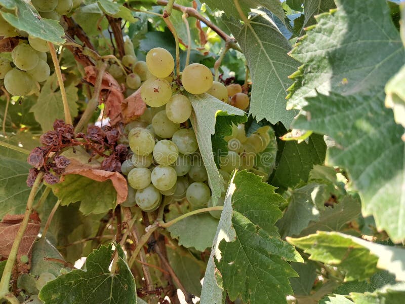 White grapes stock photo. Image of strain, grape, cultivation - 366359790