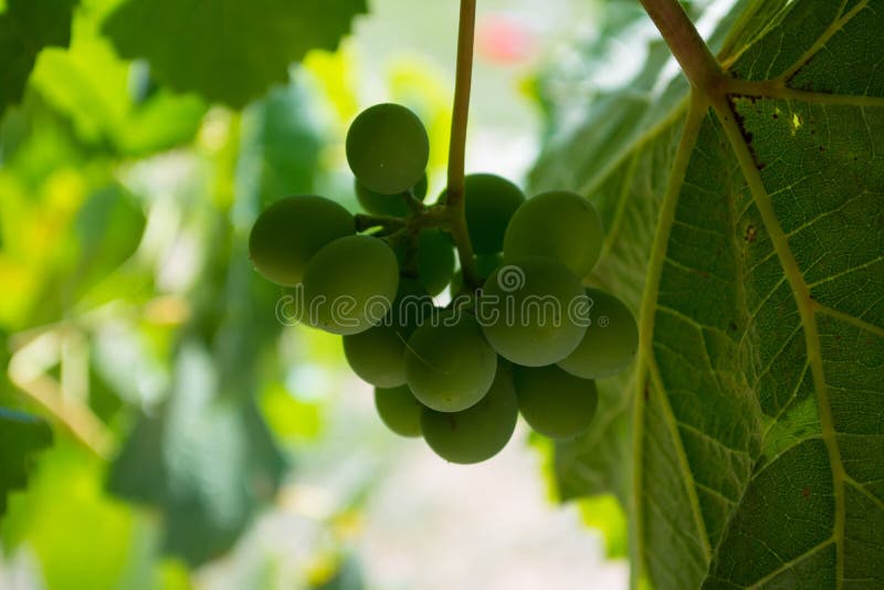 Grapes stock image. Image of growth, country, farm, field - 58647499