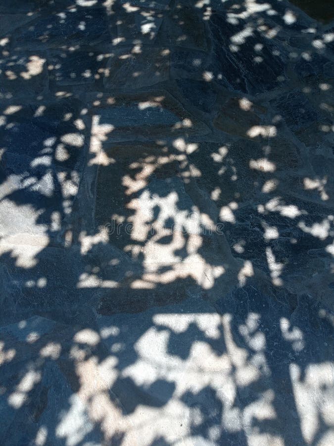 Grapes Vine Shadows in July Sunny Day. Stock Photo - Image of grapes ...