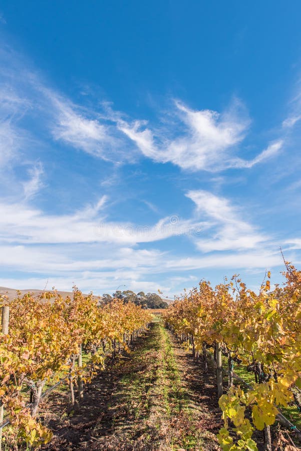 Grapes Vine Surround Golf Course Stock Photos - Free & Royalty-Free ...