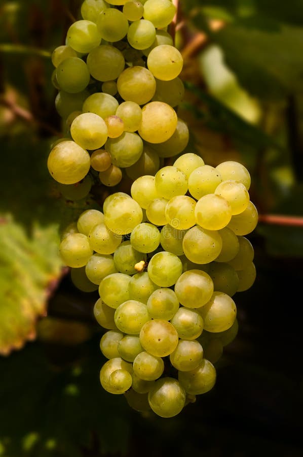 Grapes on the Vine - Warm Day Light Stock Image - Image of industry ...