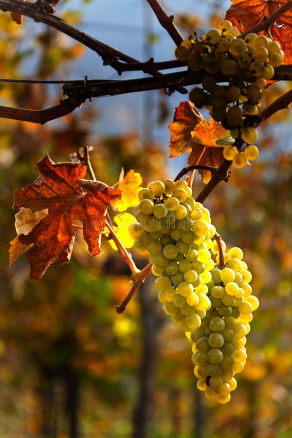 Grapes and vines in autumn stock photo. Image of berries - 17120566