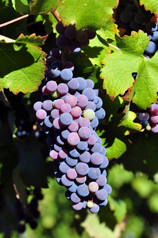 Grapes on Vines in Vineyard Stock Photo - Image of panoramic, fruit ...