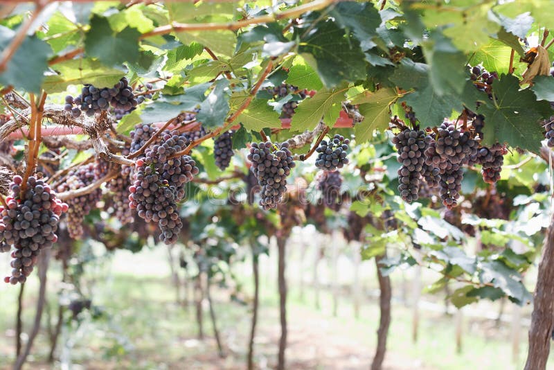 Grapes in vineyard stock image. Image of autumn, purple - 54887191