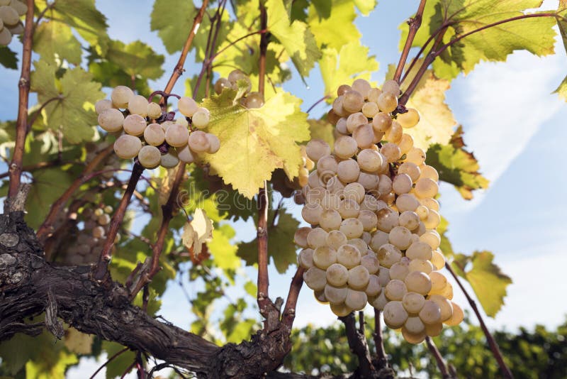 Grapes Vineyard Harvesting Vine Amber Rkatsiteli Stock Image - Image of ...
