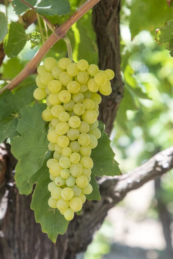 Grapes Vineyard, Sultani Grapes, Izmir - Turkey Stock Photo - Image of ...