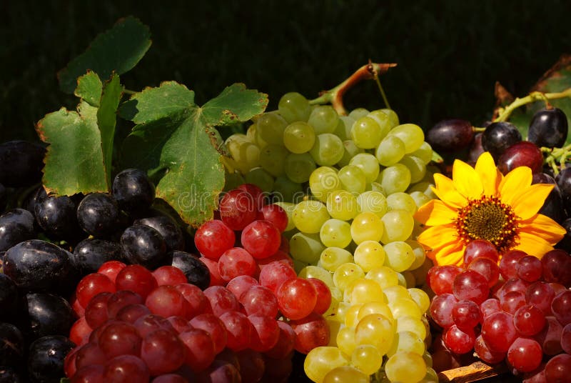 Grapes in Vintage Fruit Box Stock Photo - Image of light, crop: 3791212