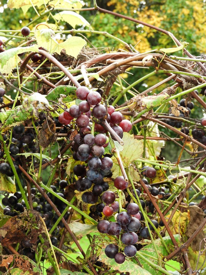 CNY Grapes on Vine Waiting for October Harvesting Stock Photo - Image ...