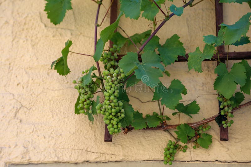 Grapes on the Wall of the House Stock Image - Image of decorative ...