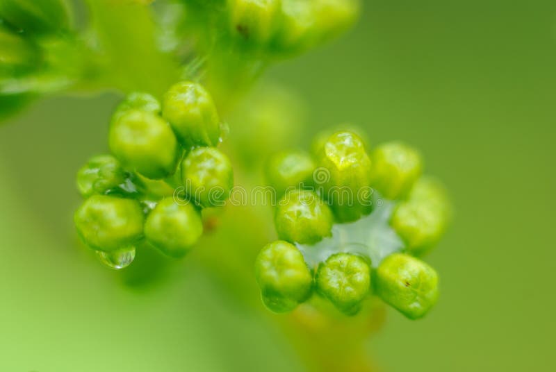 Young Vine Grapes with Water Drops in Spring Stock Image - Image of ...