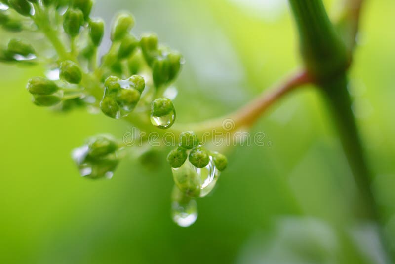 Young Vine Grapes with Water Drops in Spring Stock Photo - Image of ...