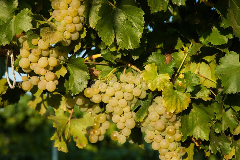 Grapes White Wine on Tree with Branch and Green Background. White ...