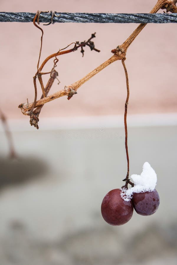 Grapes in winter stock photo. Image of hanging, season - 43454430