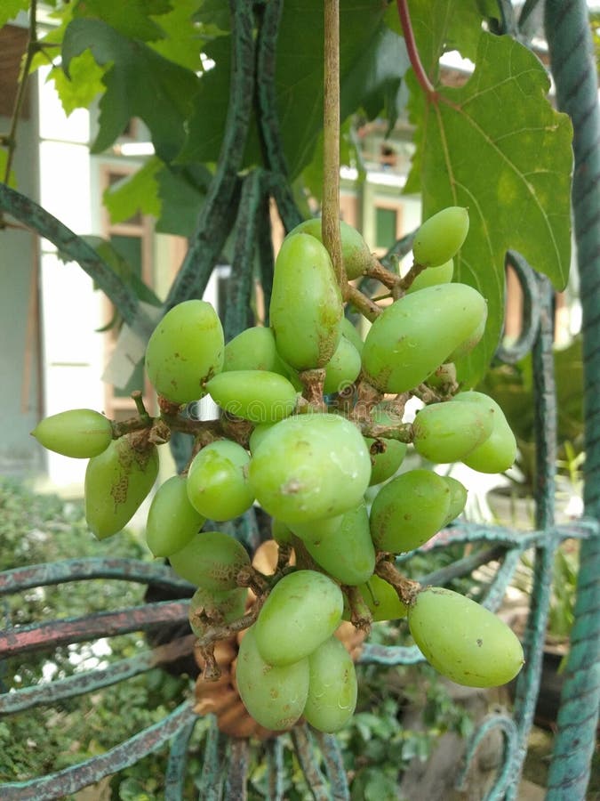 Grapes in the Yard Ready To Be Picked Stock Photo - Image of leaf ...
