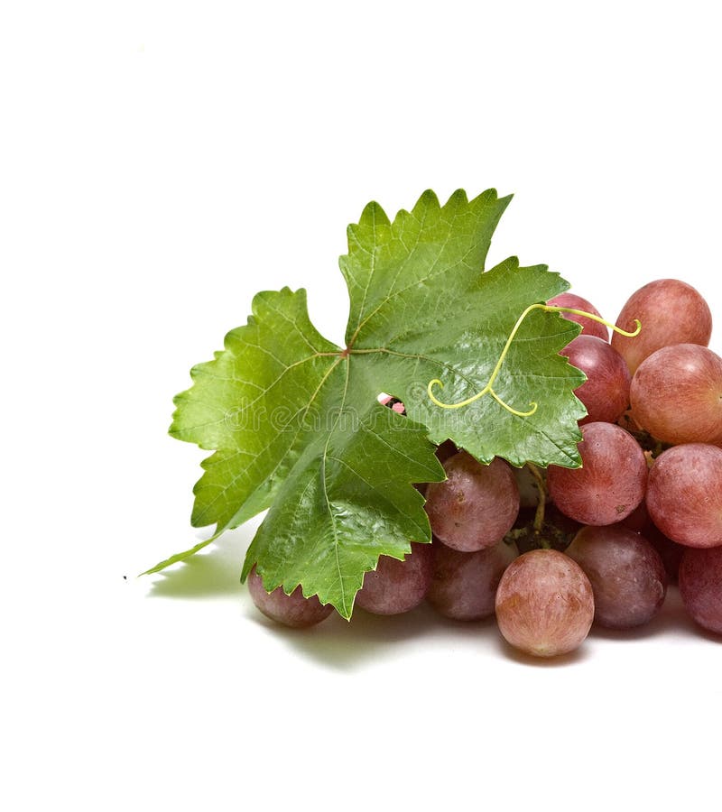 Grapevine stock image. Image of green, grapevine, healthy - 10495137