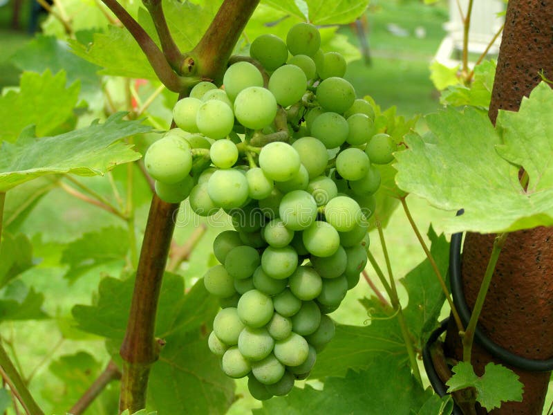 Grapevine in Spring stock photo. Image of napa, vitis - 34615226