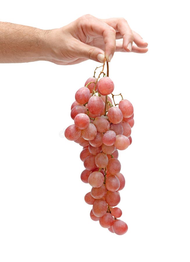 Grapevine stock image. Image of healthy, grape, isolated - 10879741
