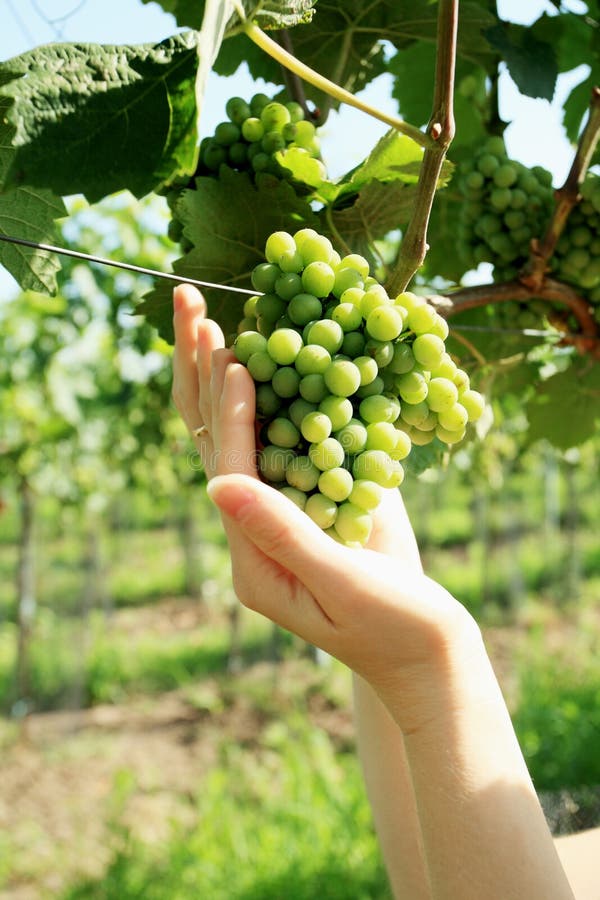 Grapevine stock photo. Image of autumn, hand, garden - 11001054