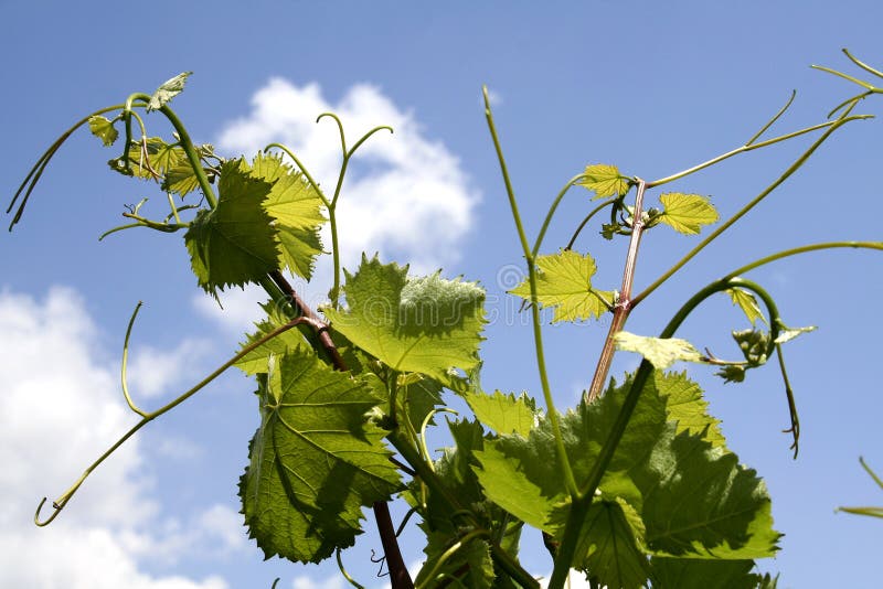 Grapevine stock photo. Image of grow, foliage, harvest - 1986610