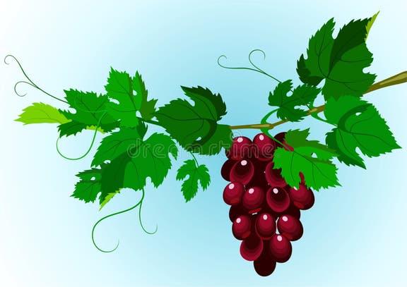 Grapevine Harvest Stock Illustrations – 21,214 Grapevine Harvest Stock ...