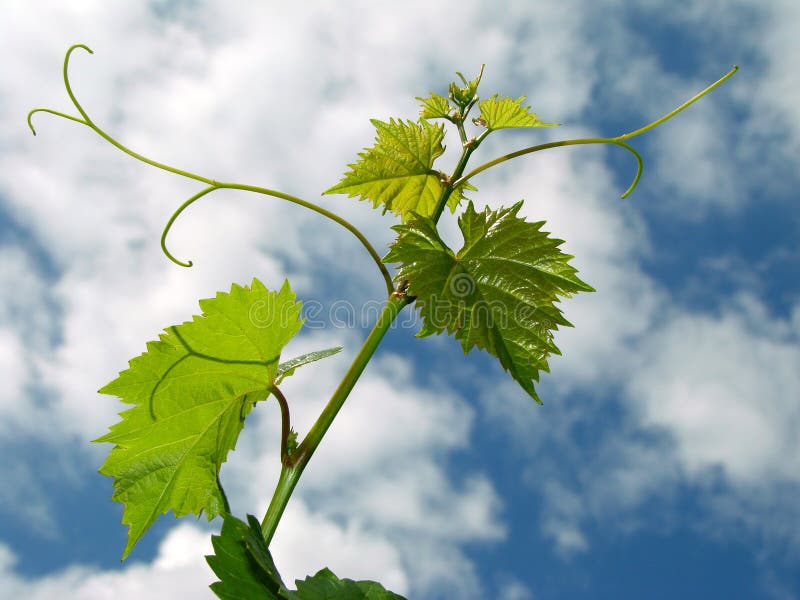 Grapevine stock photo. Image of grow, foliage, harvest - 1986610