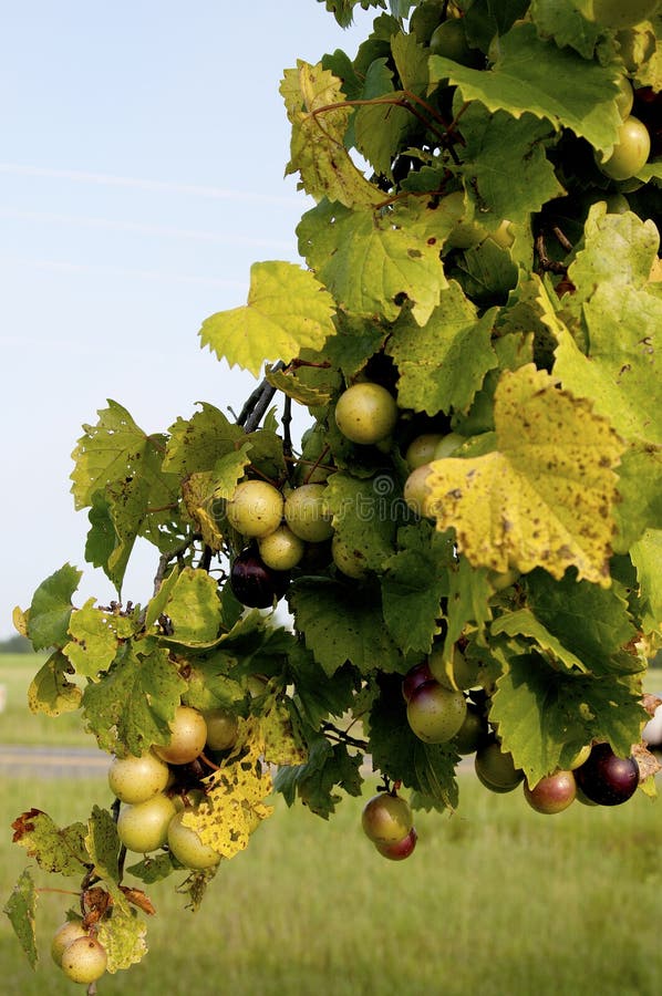 Muscadine Grapevine Vitis Rotundifolia Invasive Stock Photo - Image of ...