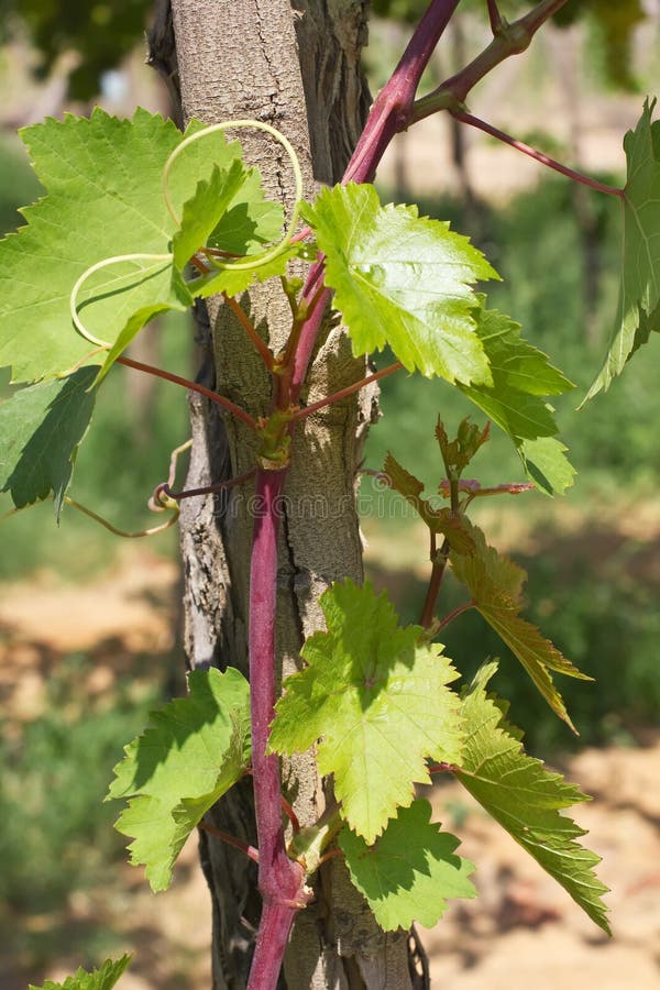 Grapevine leaf texture stock photo. Image of plant, green - 153440
