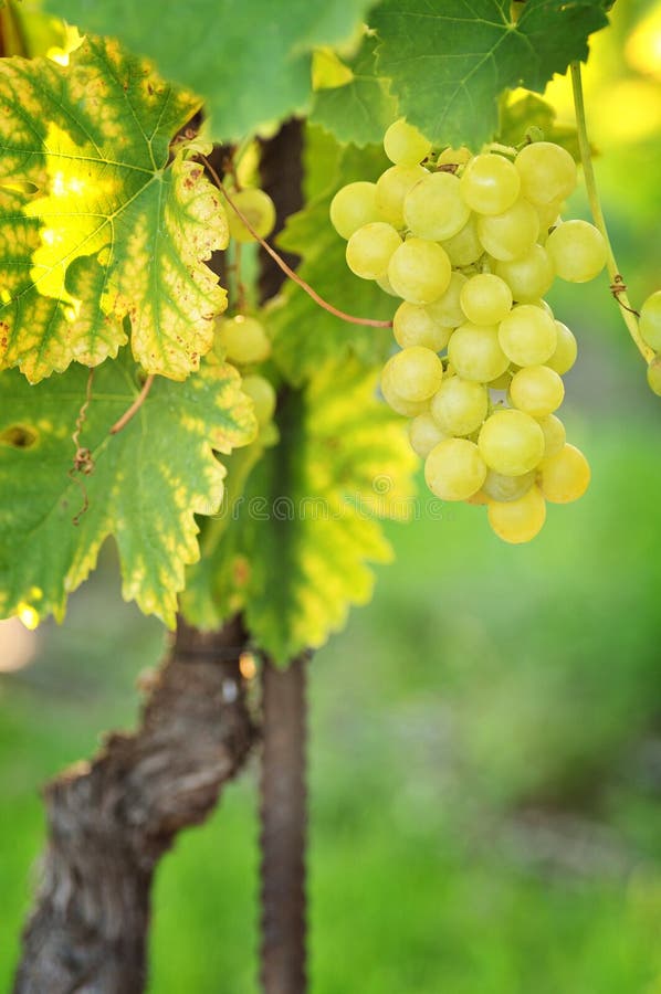 Grapevine stock photo. Image of fresh, copyspace, grapes - 21666048