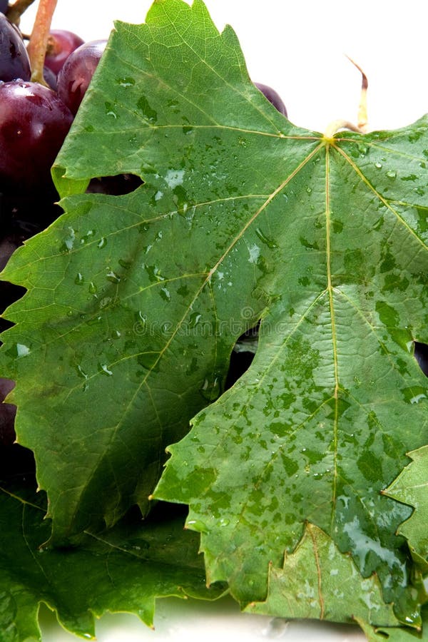 Grapevine stock photo. Image of fruit, tear, black, water - 22324908