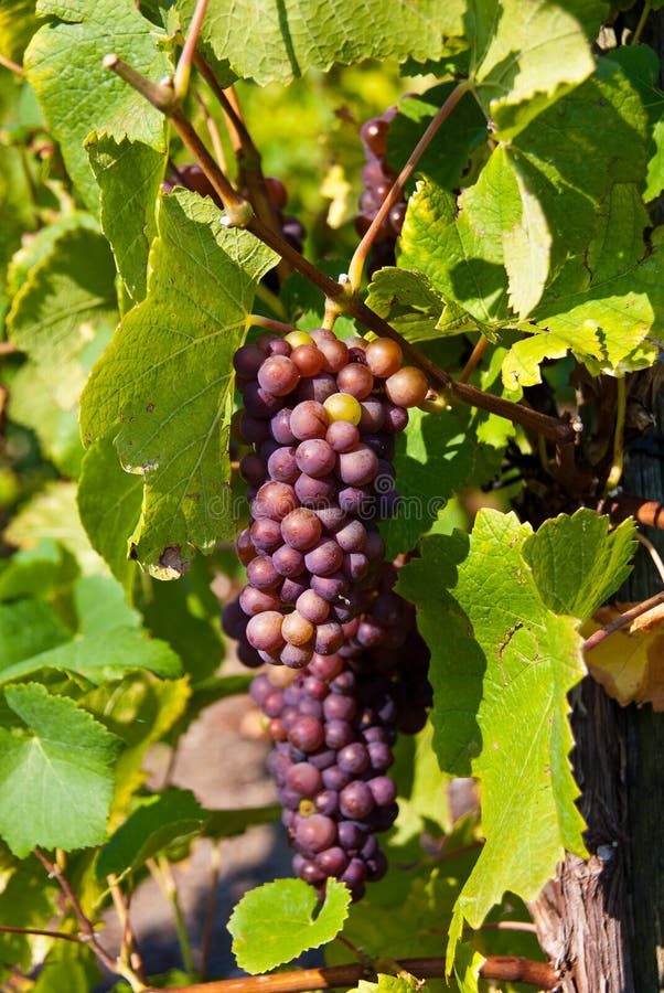 Grapevine stock image. Image of growing, leaf, plant - 27021937