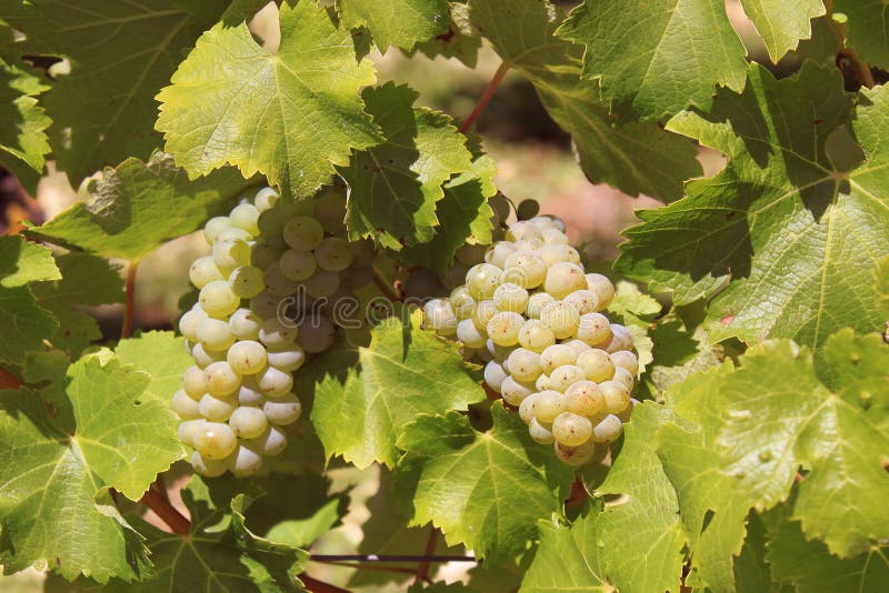 Grapevine stock image. Image of viniculture, viticulture - 27836591