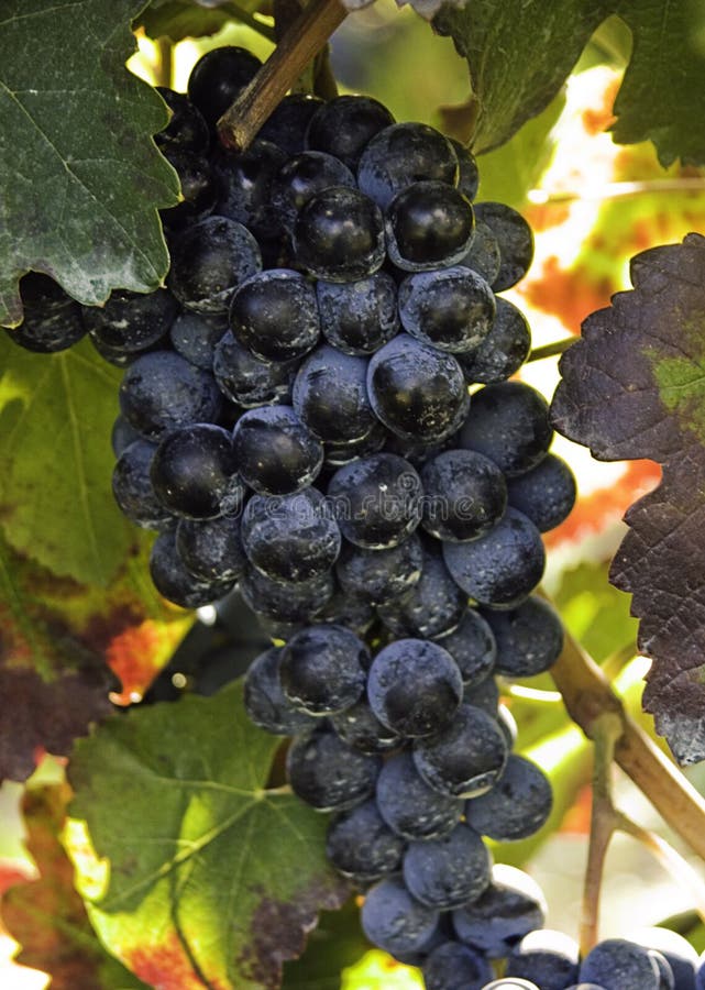 Grapevine stock image. Image of leaf, juicy, grape, color - 3257953