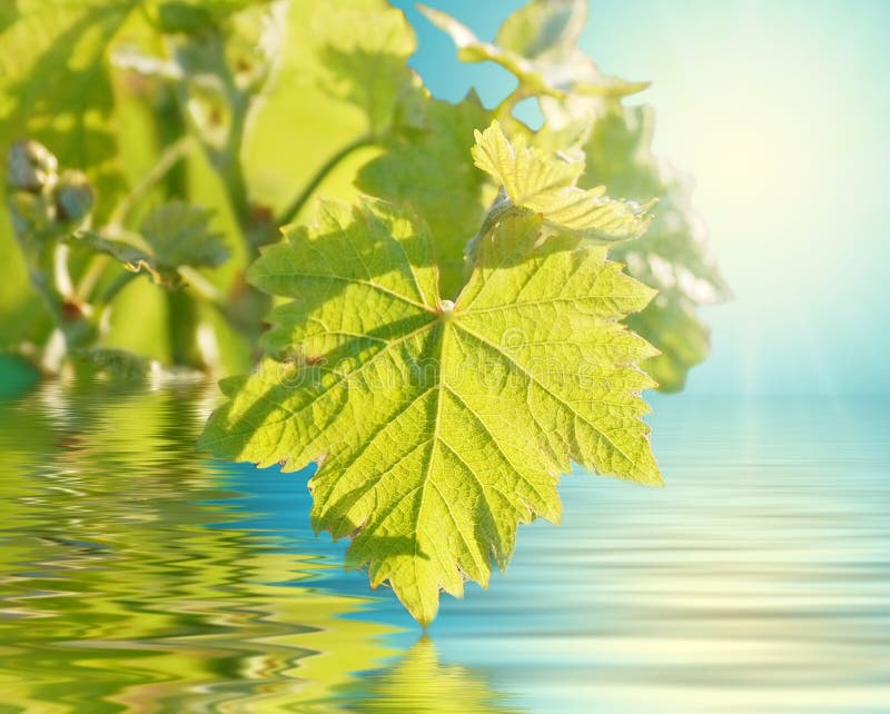 Grapevine leaf over water stock image. Image of environment - 5819395
