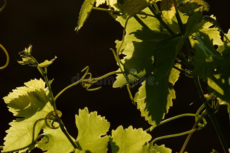 Grapevine stock image. Image of young, shadow, grape, floral - 7178385