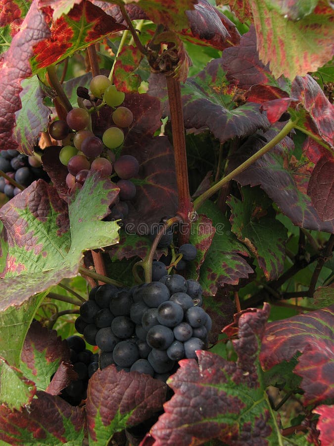 Grapevine in the Spring stock image. Image of leaves - 32976071